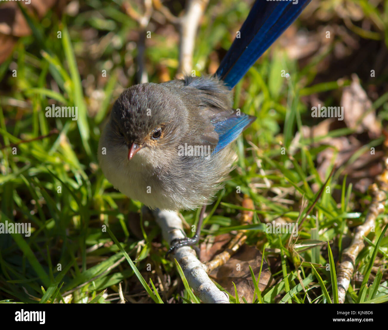 Malurus Splendens Stock Photos & Malurus Splendens Stock Images - Alamy