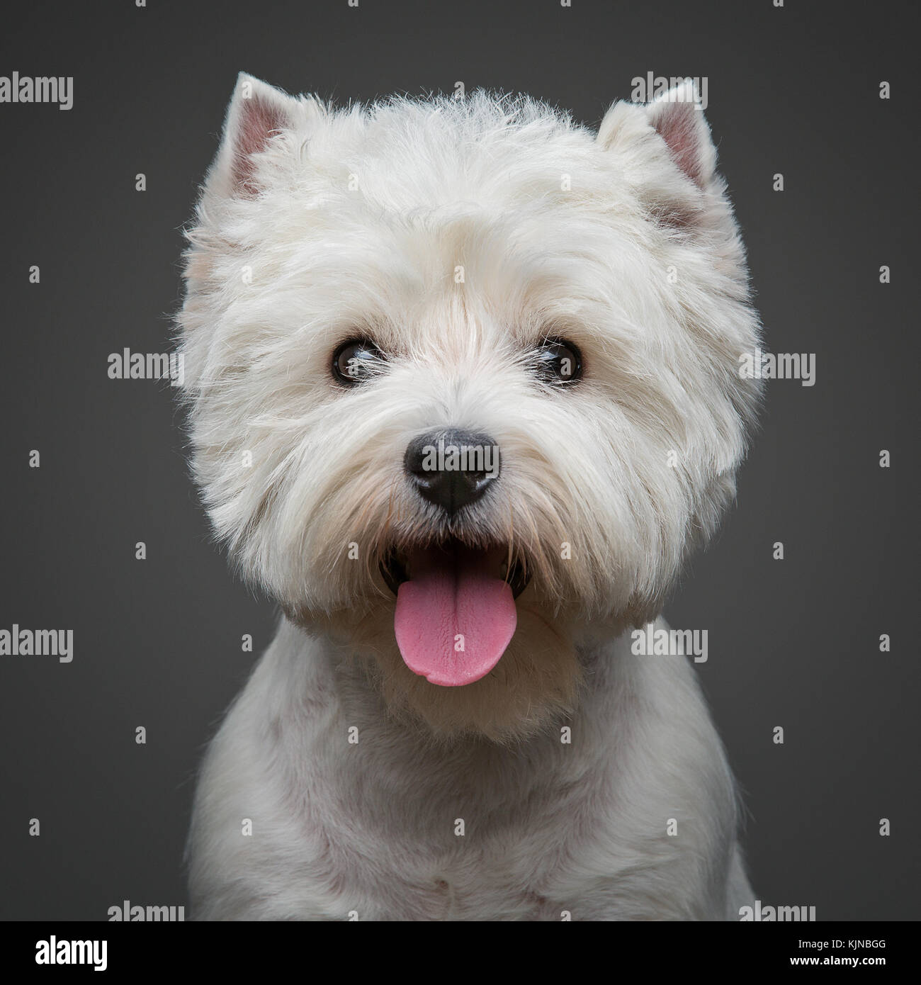 Westy High Resolution Stock Photography and Images - Alamy