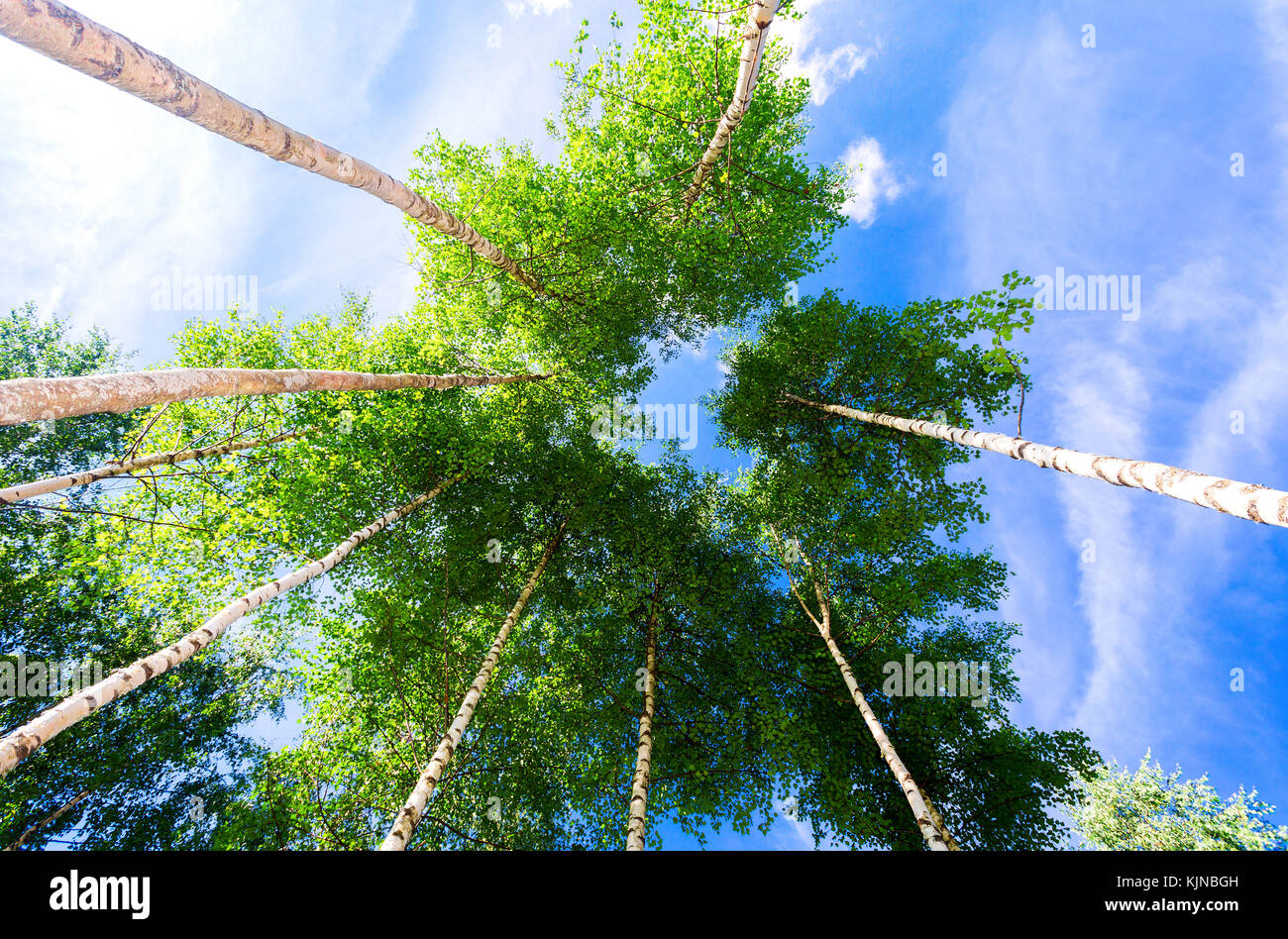 Crowns of tall birch trees in the forest against a blue sky. Deciduous ...