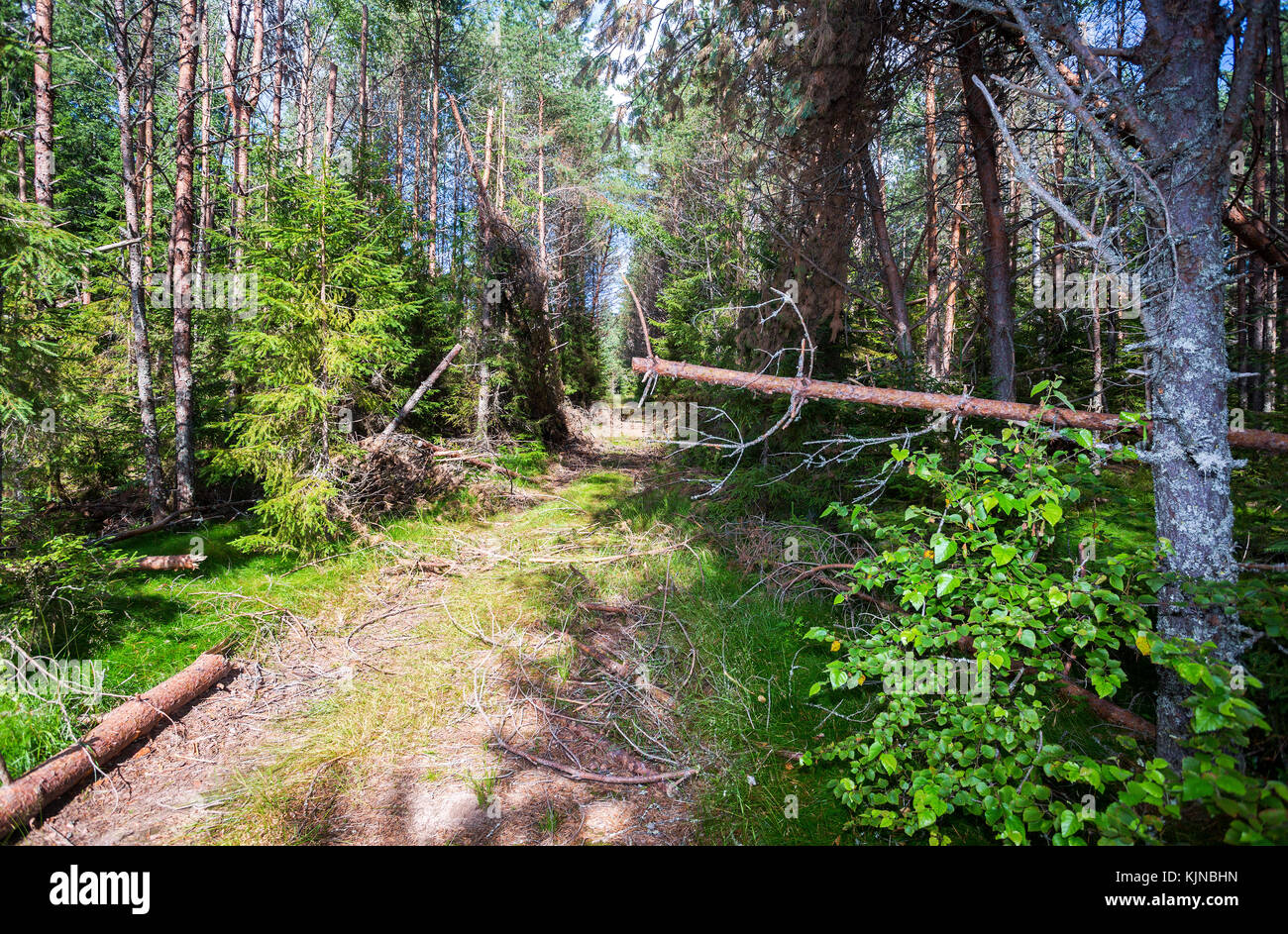 Deep forest with green spruces and pine trees in summertime. Wild flora ...