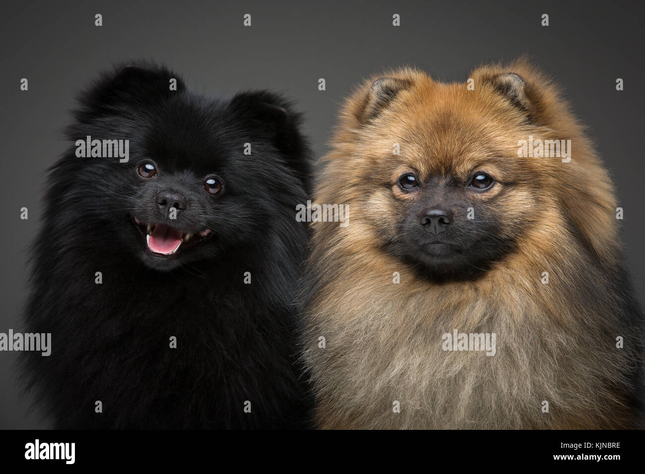 beautiful spitz dogs on grey background Stock Photo - Alamy