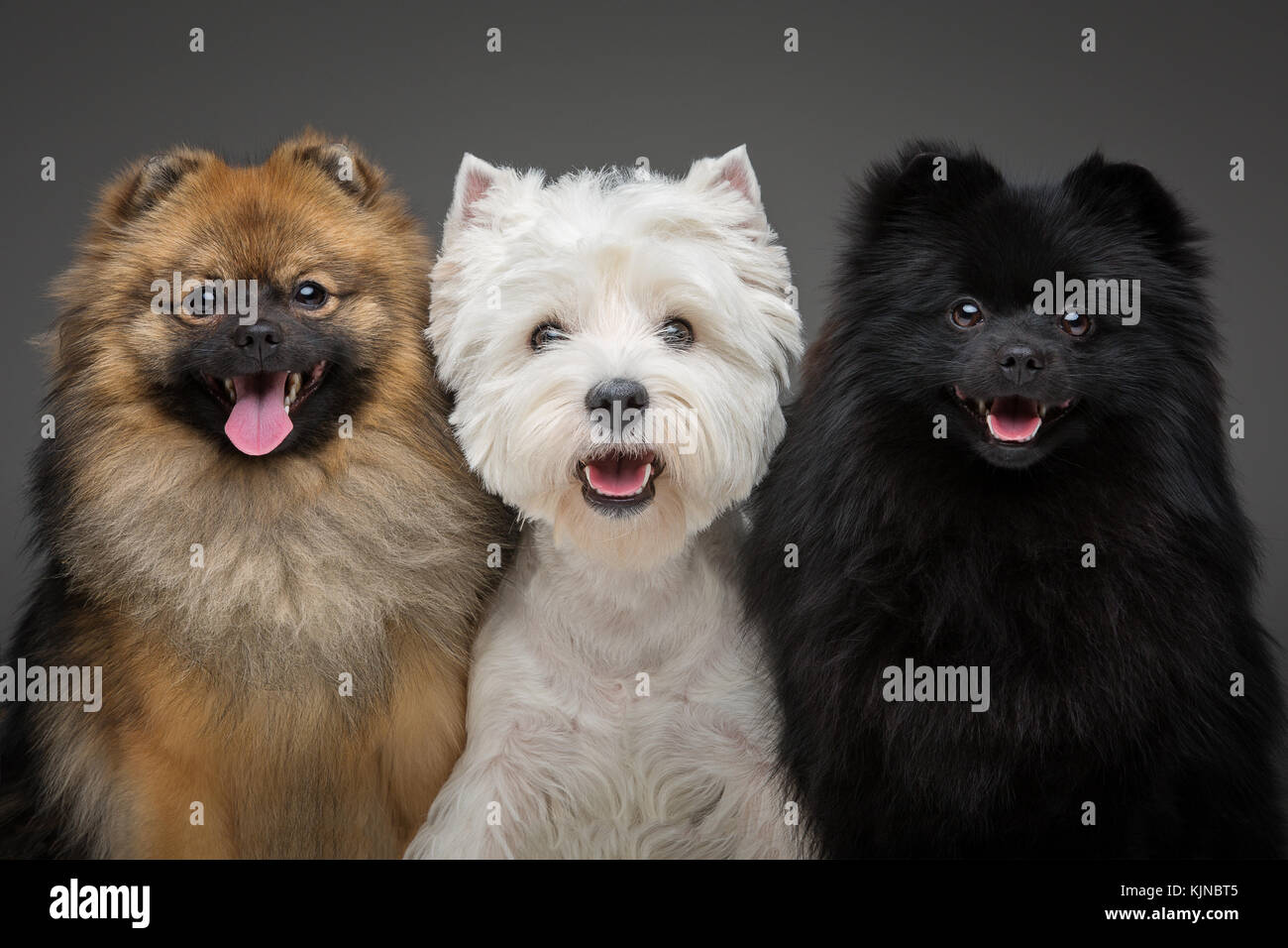 beautiful spitz dogs on grey background Stock Photo - Alamy