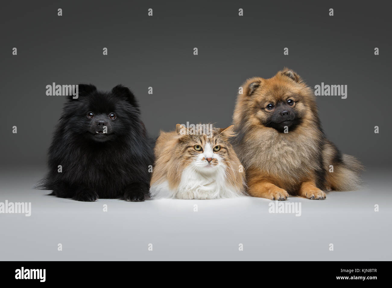 beautiful spitz dogs on grey background Stock Photo - Alamy