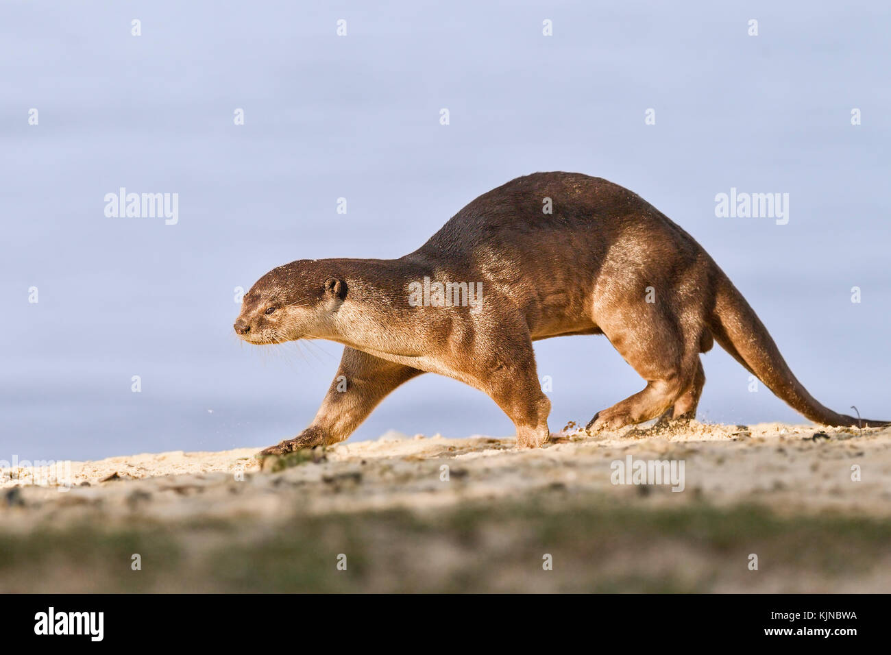 Smooth-coated otter (Lutrogale perspicillata), Singapore Stock Photo ...