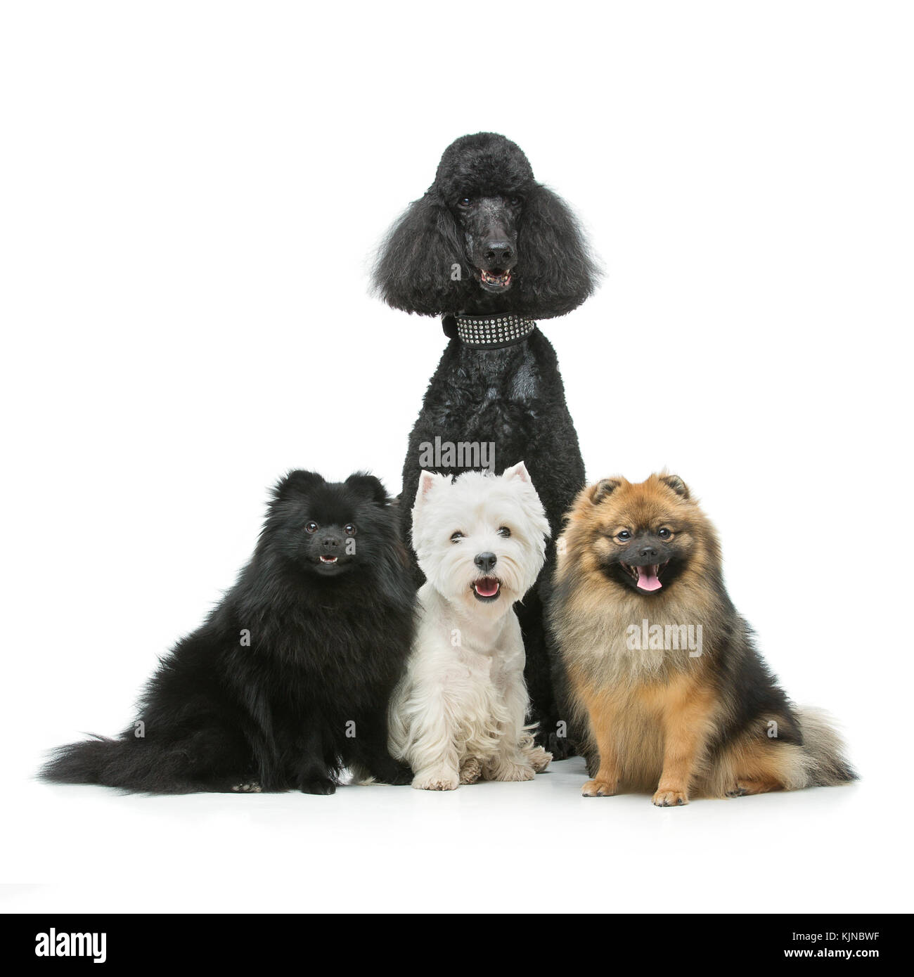beautiful spitz dogs and poodle on grey background Stock Photo - Alamy