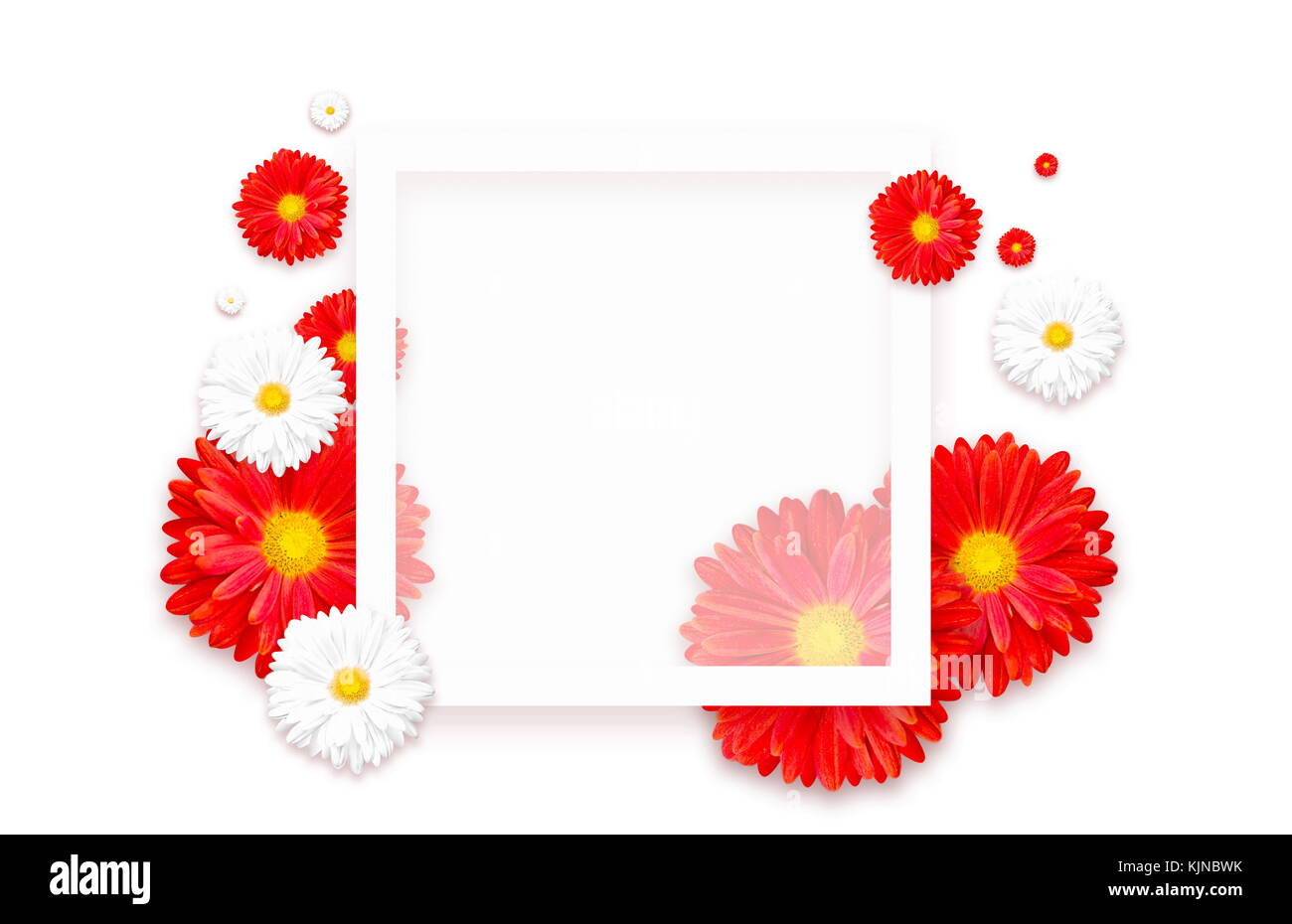 White background with beautiful colorful flower. Wallpaper flyers ...