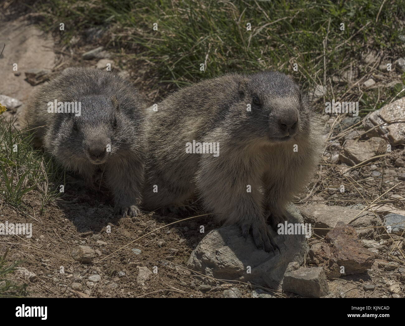 Marmots of switzerland hi-res stock photography and images - Alamy