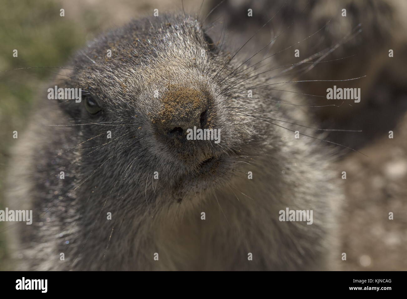 Alpine Marmot, Marmota marmota, with muddy nose from digging, high in ...