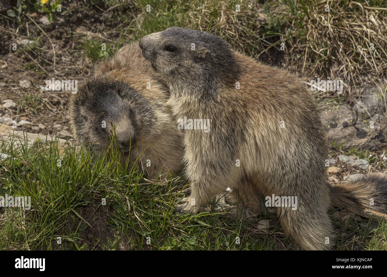Marmots switzerland hi-res stock photography and images - Alamy
