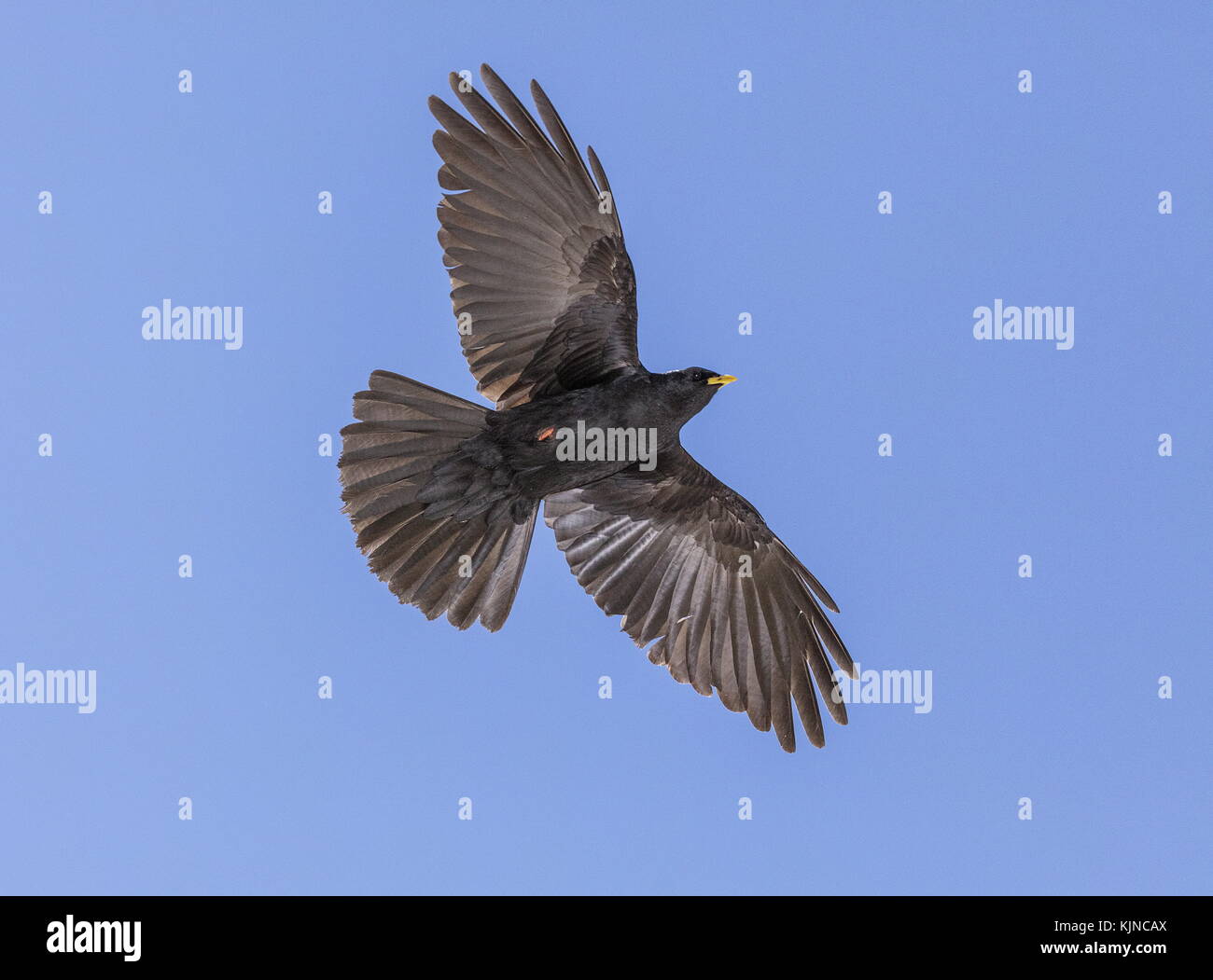 Alpine Chough, Pyrrhocorax graculus, in flight in the Swiss Alps Stock ...