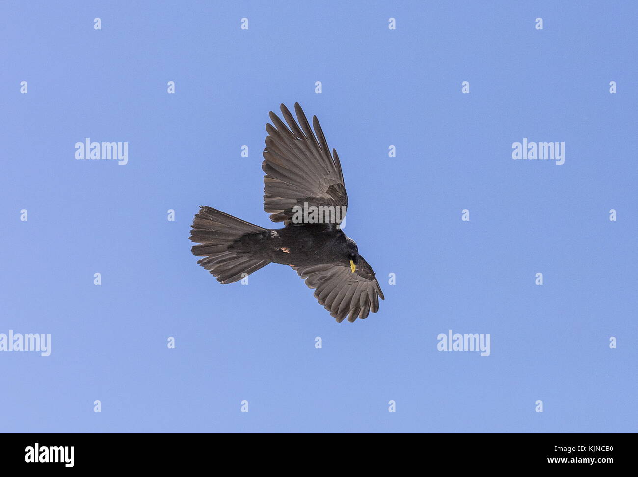 Alpine Chough, Pyrrhocorax graculus, in flight in the Swiss Alps Stock ...