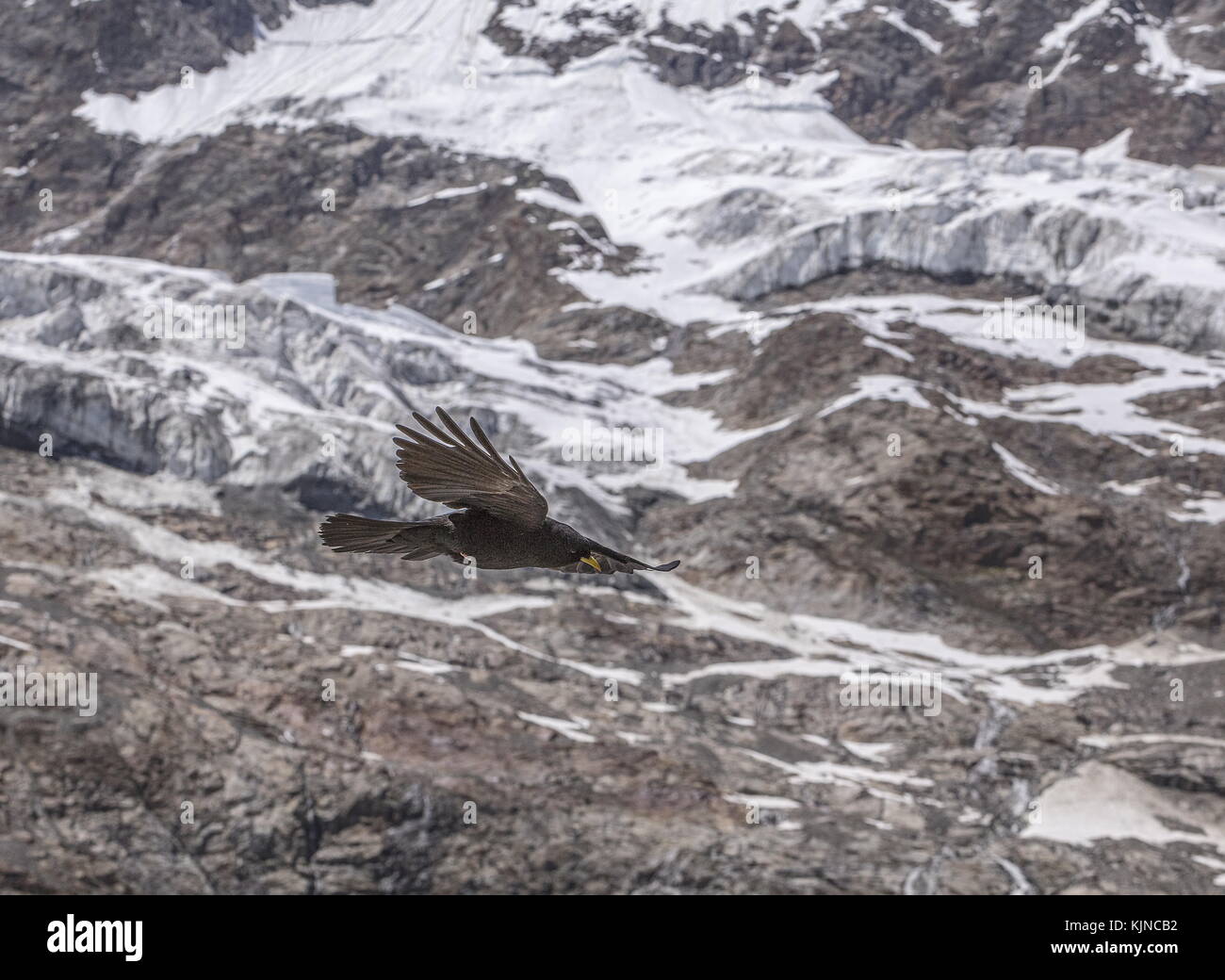 Alpine Chough, Pyrrhocorax graculus, in flight in the Swiss Alps Stock ...