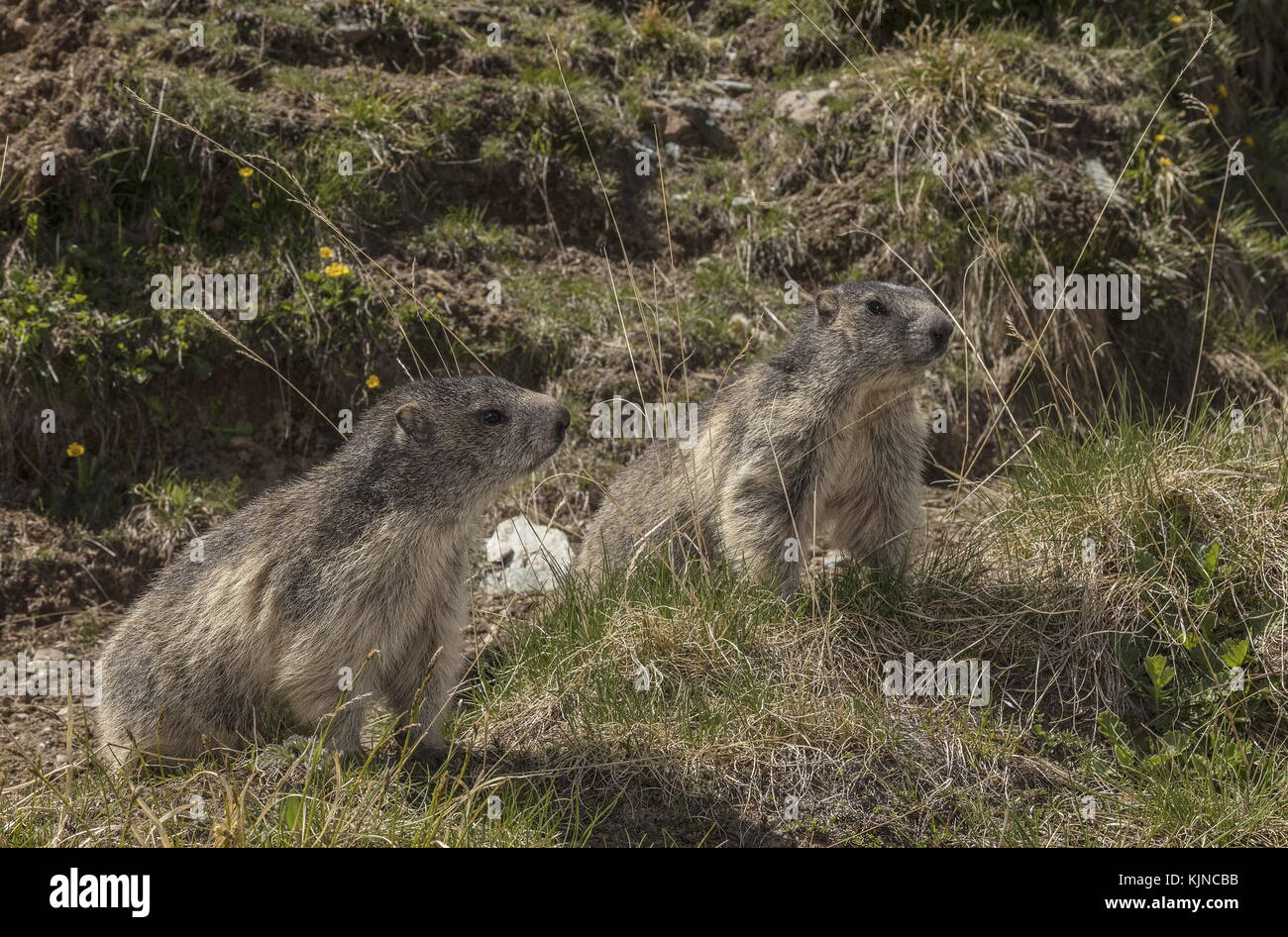Alpine Marmots, Marmota marmota, high in the Swiss Alps Stock Photo - Alamy
