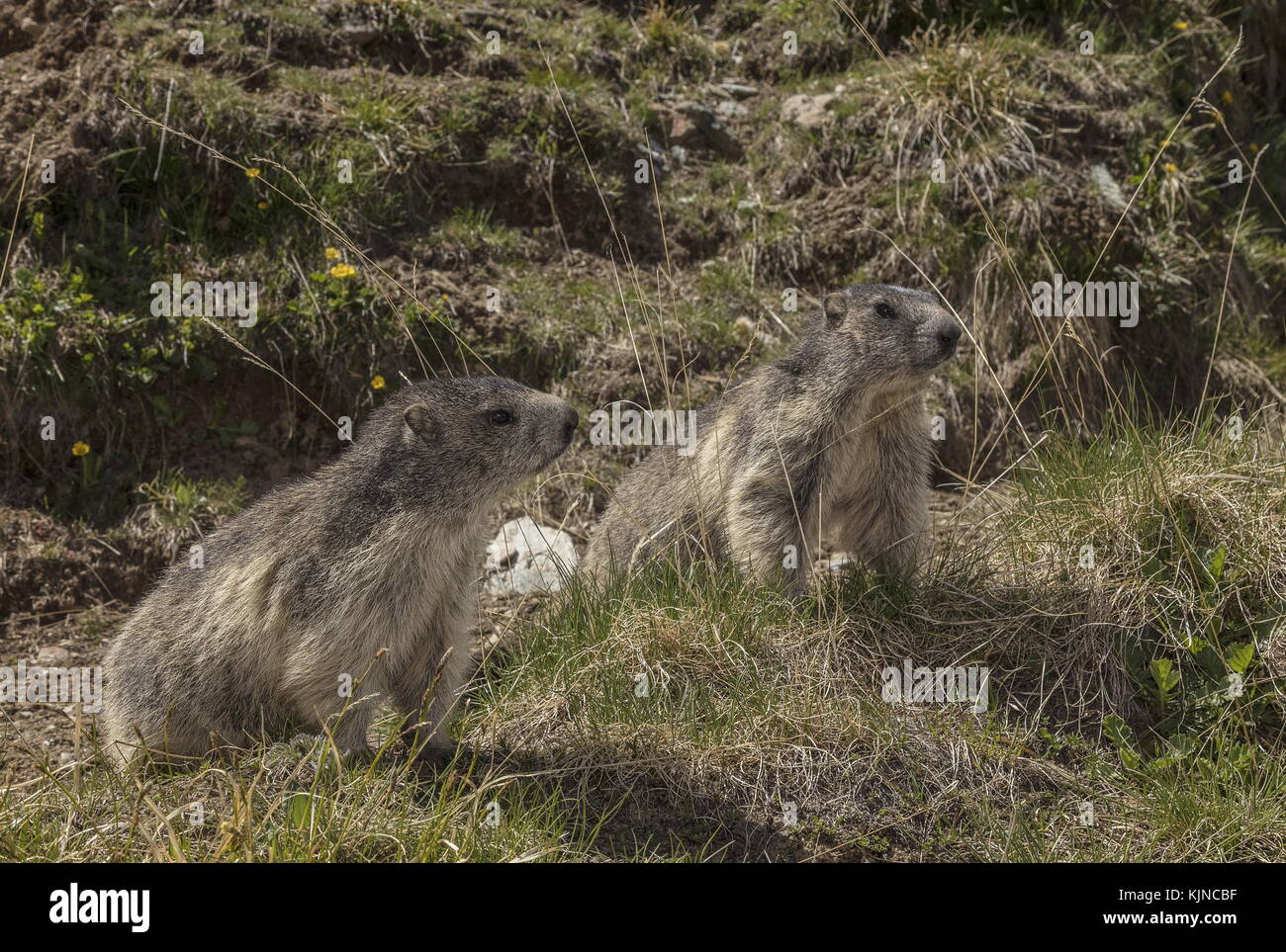 Marmots Switzerland High Resolution Stock Photography and Images - Alamy
