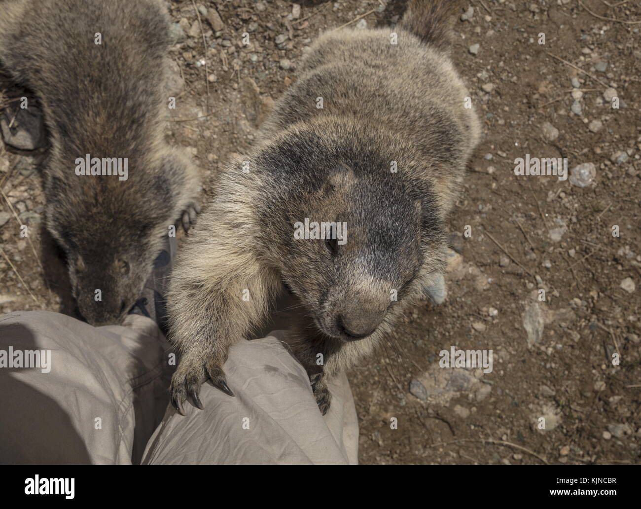 Marmots Switzerland High Resolution Stock Photography and Images - Alamy