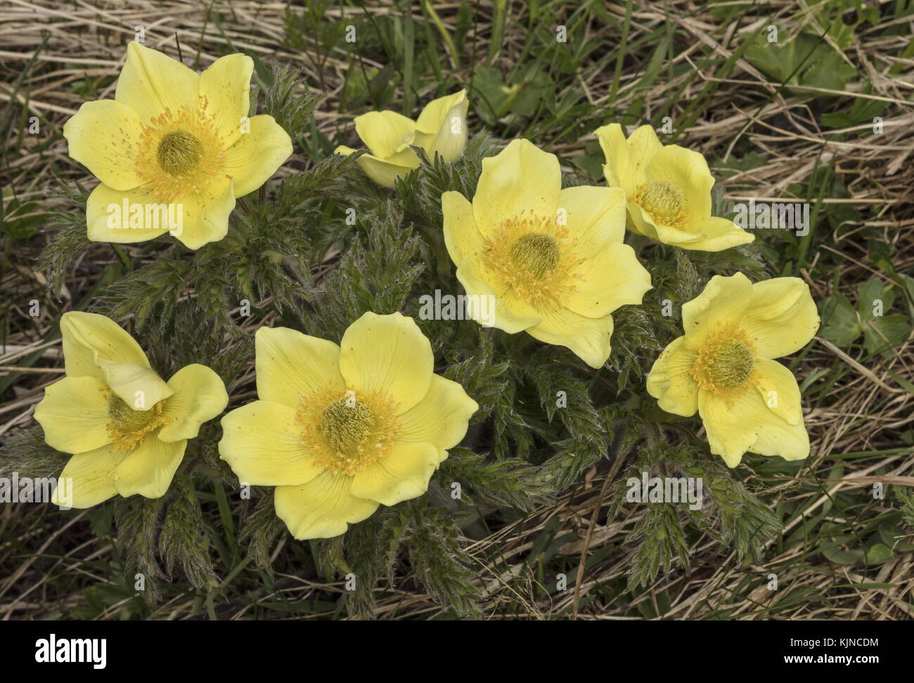 Alpine pasqueflower flowers hi-res stock photography and images - Alamy