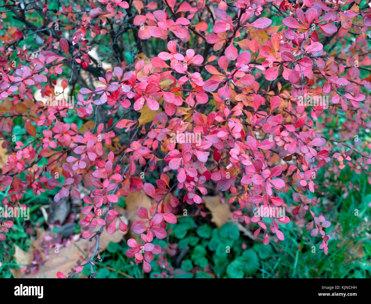 Barberry shrub in late autumn Stock Photo - Alamy