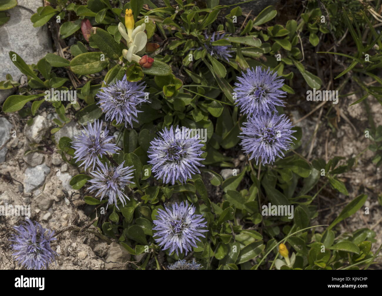 Globe daisy globularia cordifolia High Resolution Stock Photography and ...