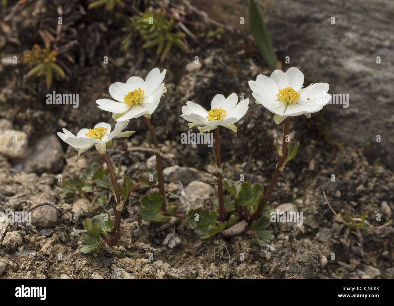 Alpine Buttercup, Ranunculus alpestris, in flower in the Swiss Alps ...
