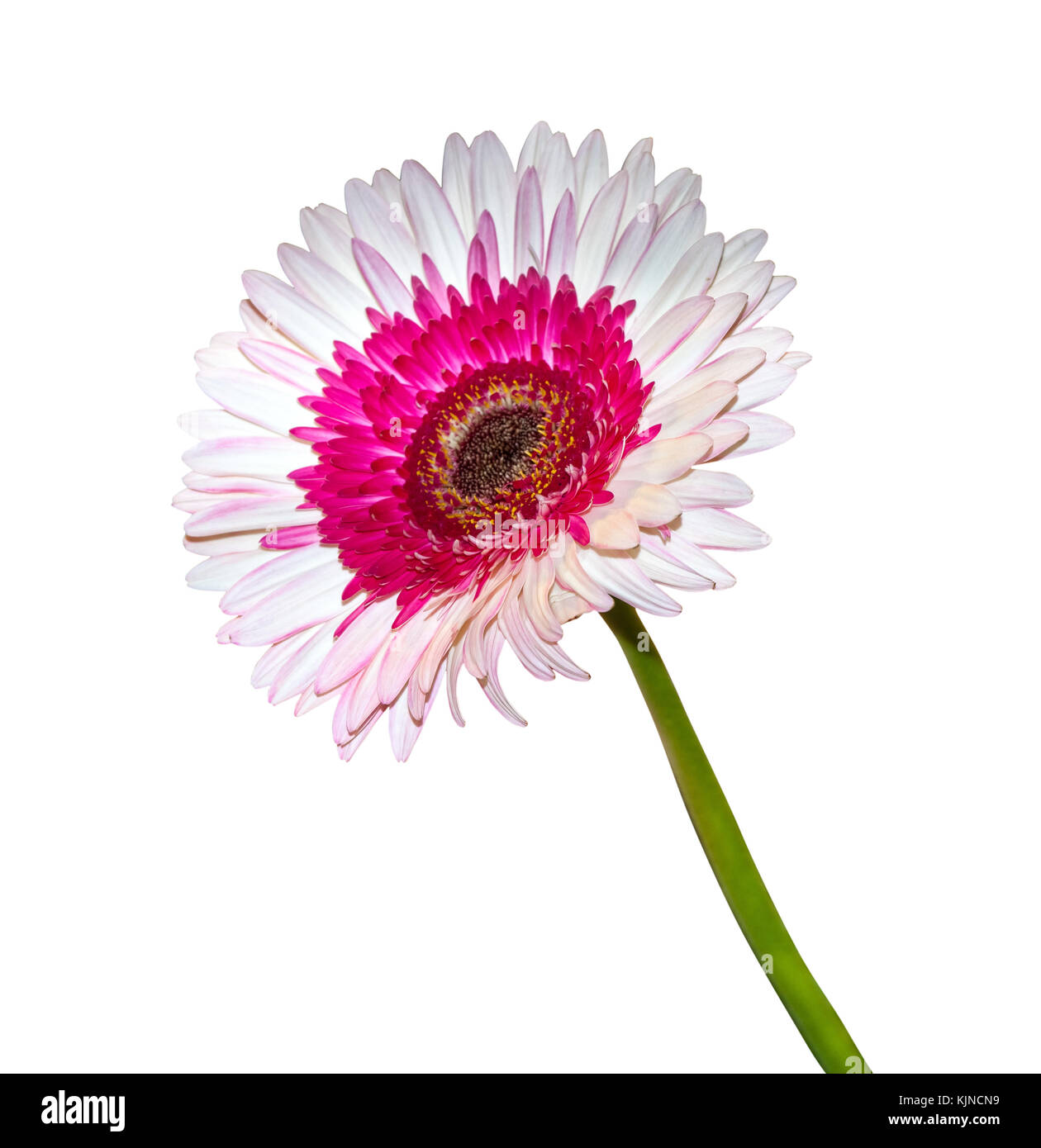 Gerbera flower isolated on white background Stock Photo - Alamy