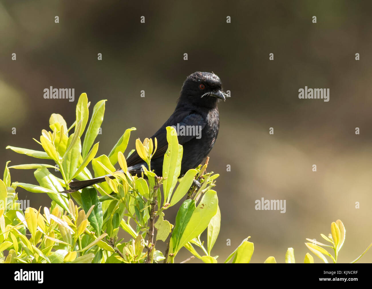 Africa african kenya kenyan bird birds hi-res stock photography and ...