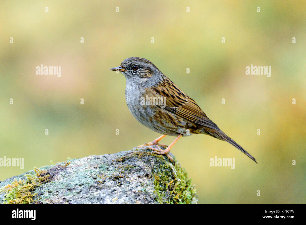 Juvenile dunnock (prunella modularis) hi-res stock photography and ...