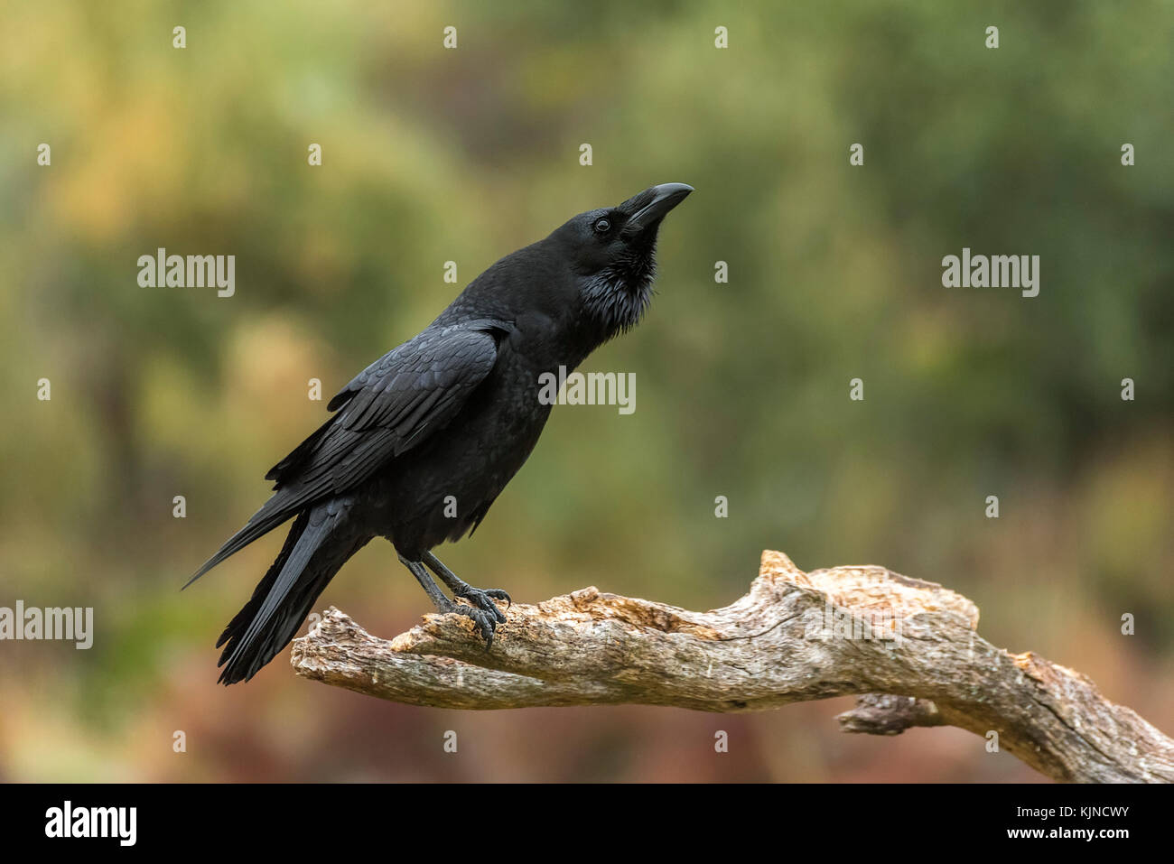 corvus corax, Raven Stock Photo - Alamy
