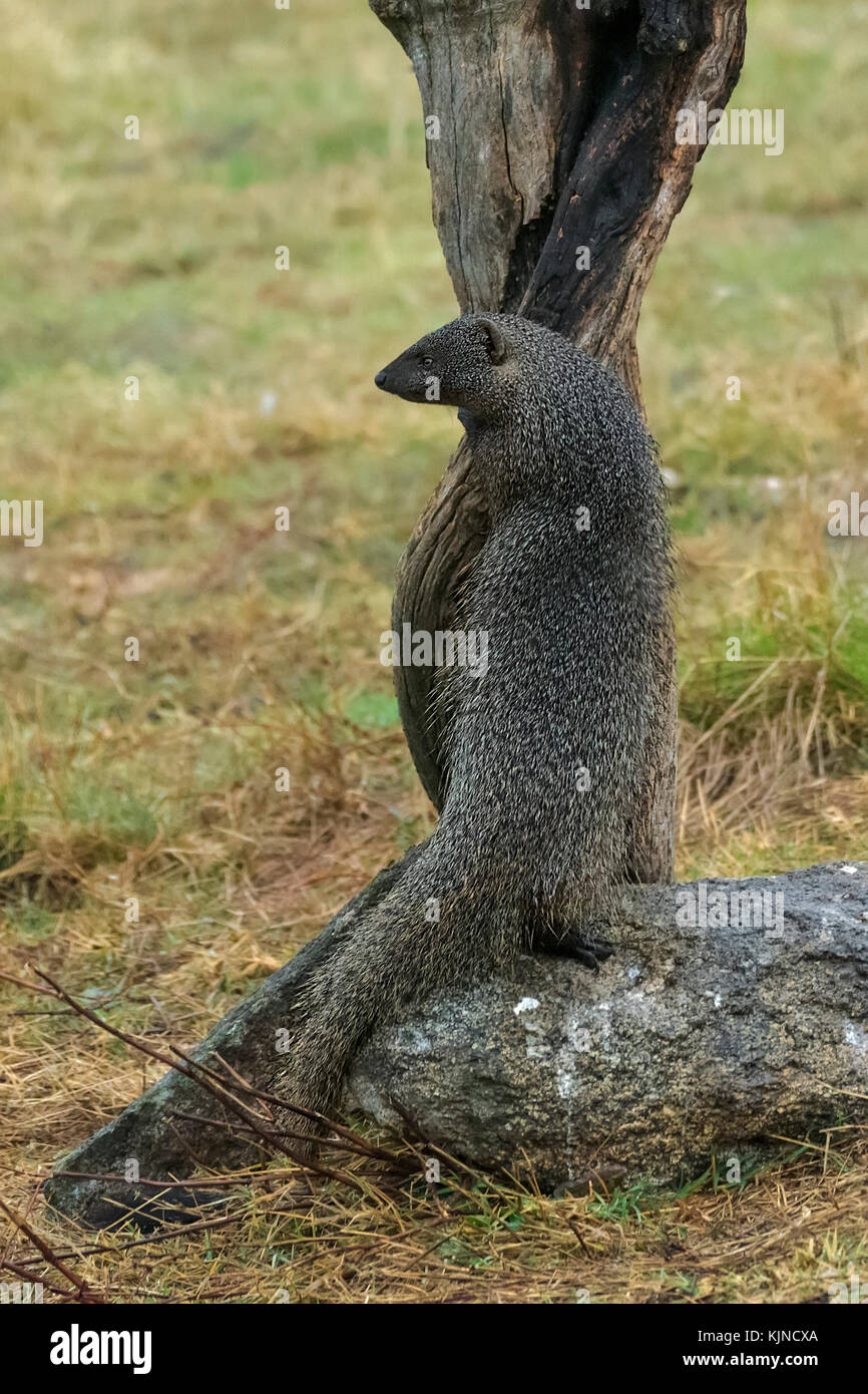 Egyptian mongoose herpestes ichneumon hi-res stock photography and ...