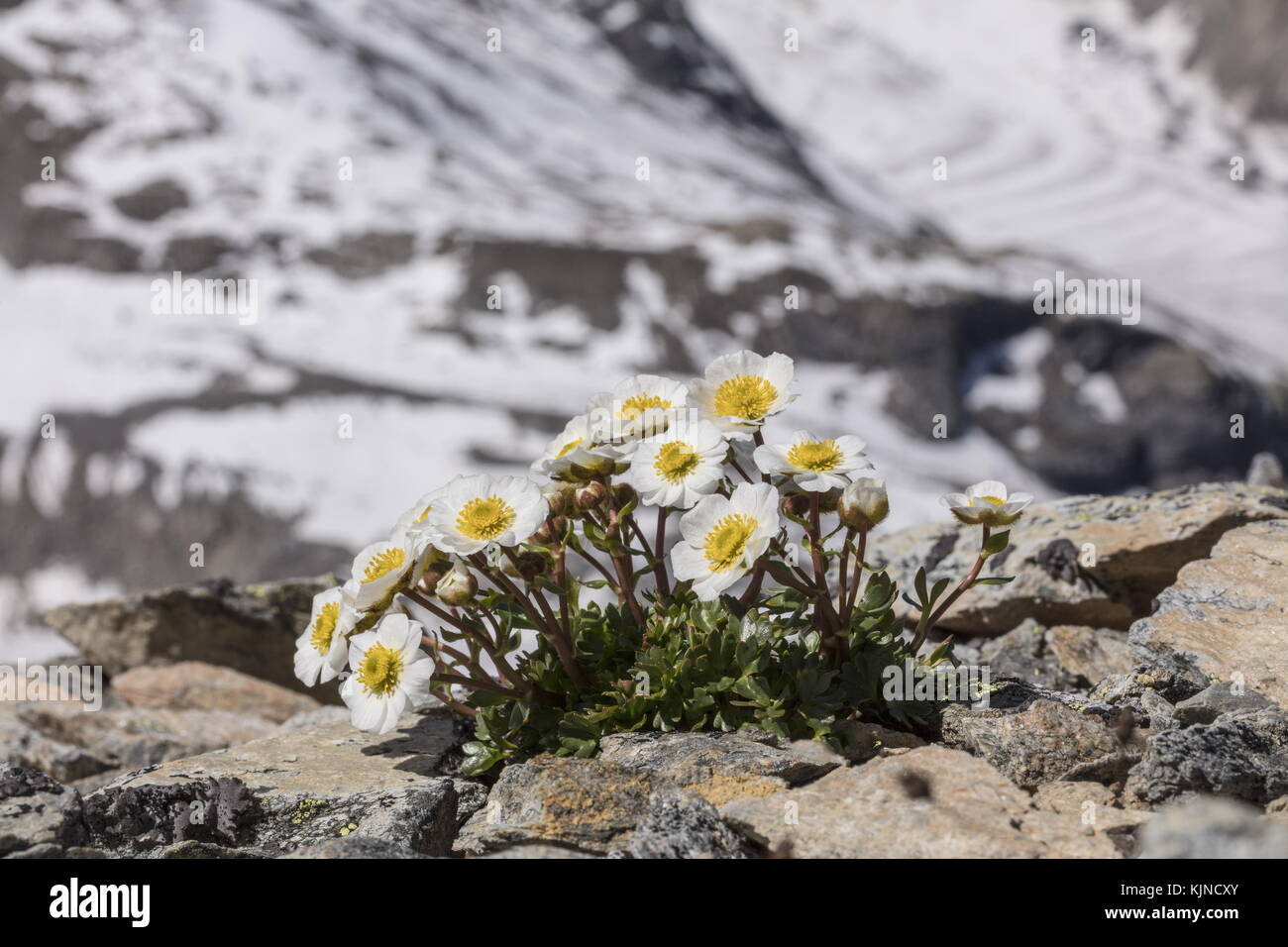 Glacier crowfoot, Ranunculus glacialis, at high altitude in the Swiss ...
