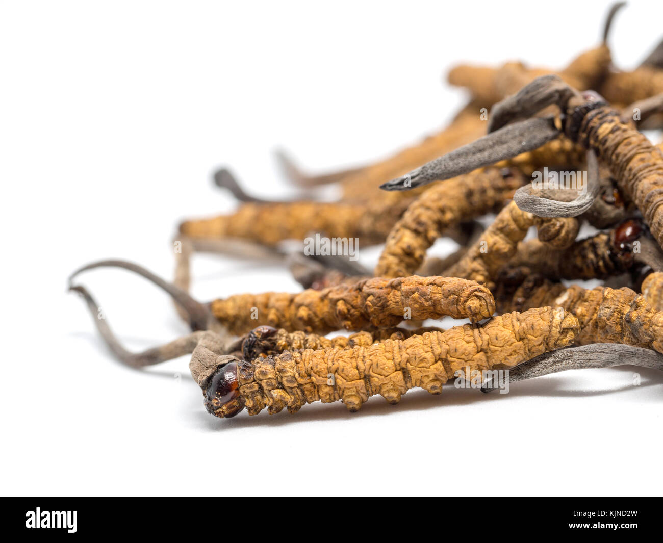 Ophiocordyceps sinensis hi-res stock photography and images - Alamy