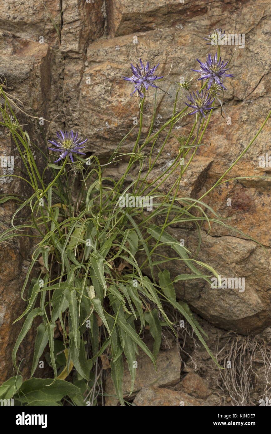 Horned rampion, Phyteuma scheuzeri, in flower in rock-crevice, Swiss ...