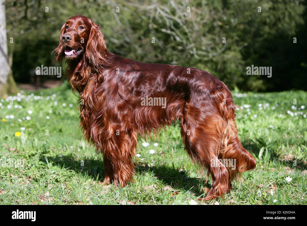 Irish setter panting hi-res stock photography and images - Alamy