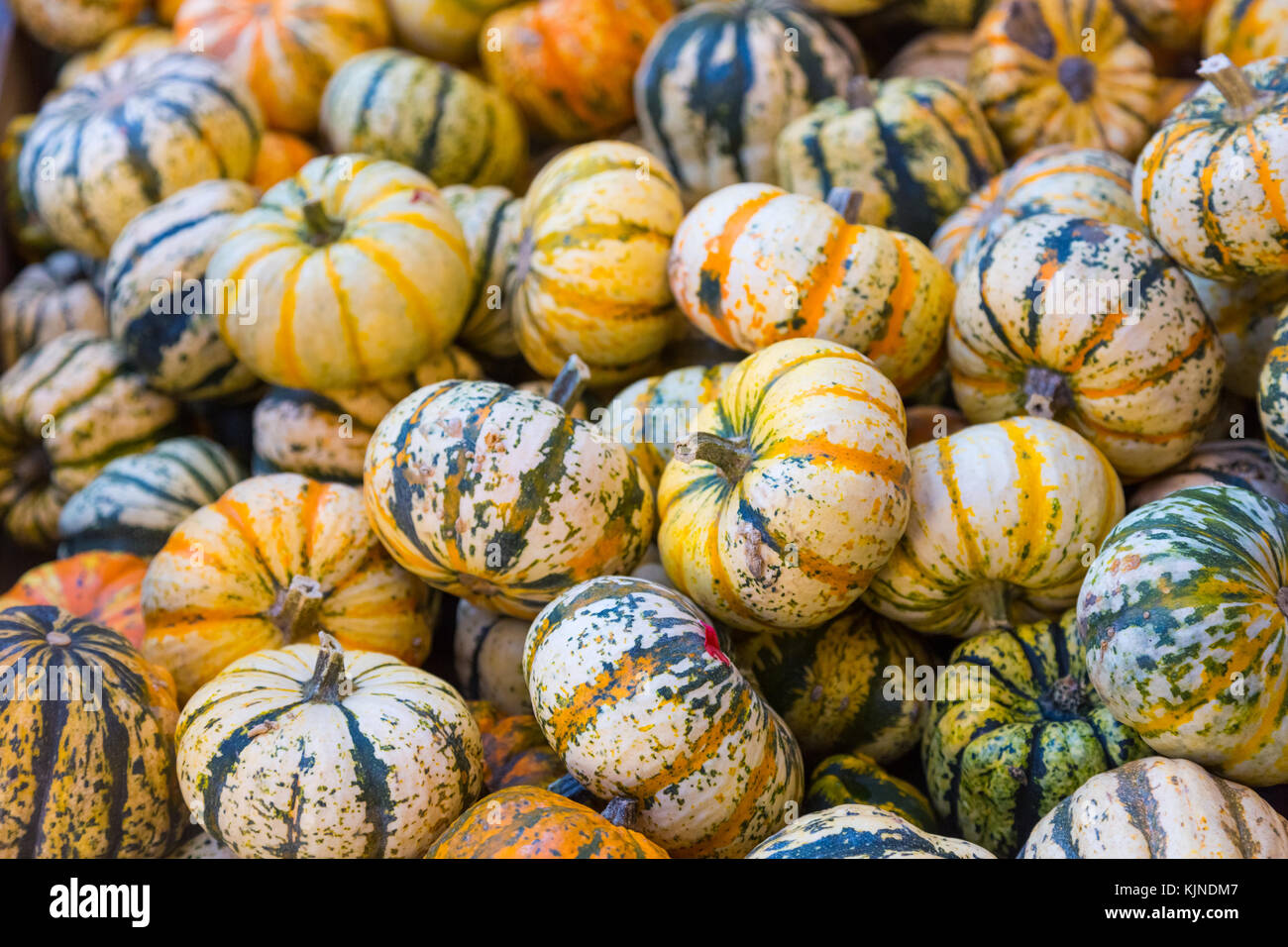 Little orange and green gourd pump-ke-mon similar to pokemon Stock ...