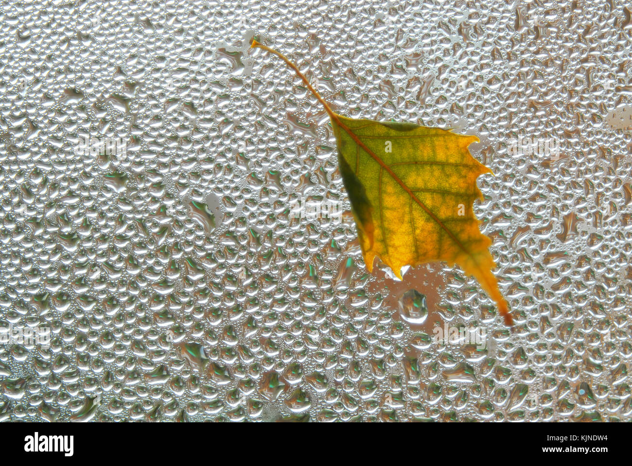 autumn leaf on dropped window Stock Photo - Alamy