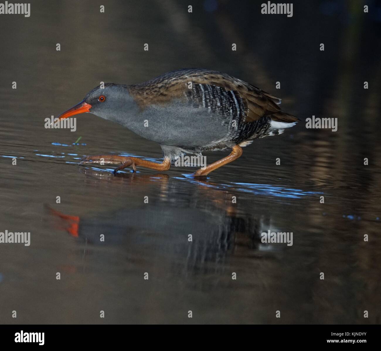 Water Rail in light of dawn Stock Photo - Alamy