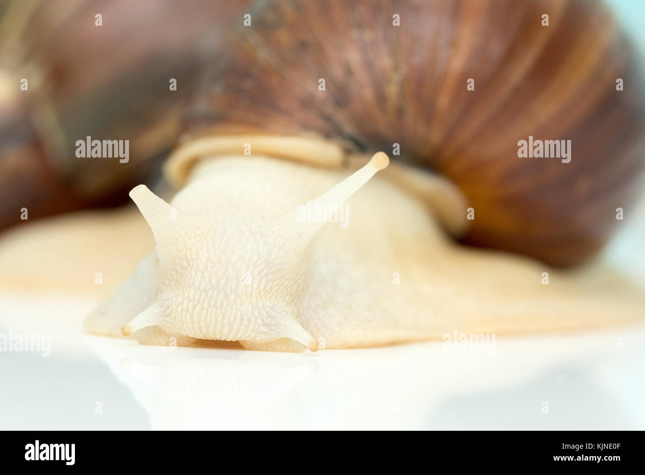 Giant snail Achatina is the largest land mollusk on Earth Stock Photo ...