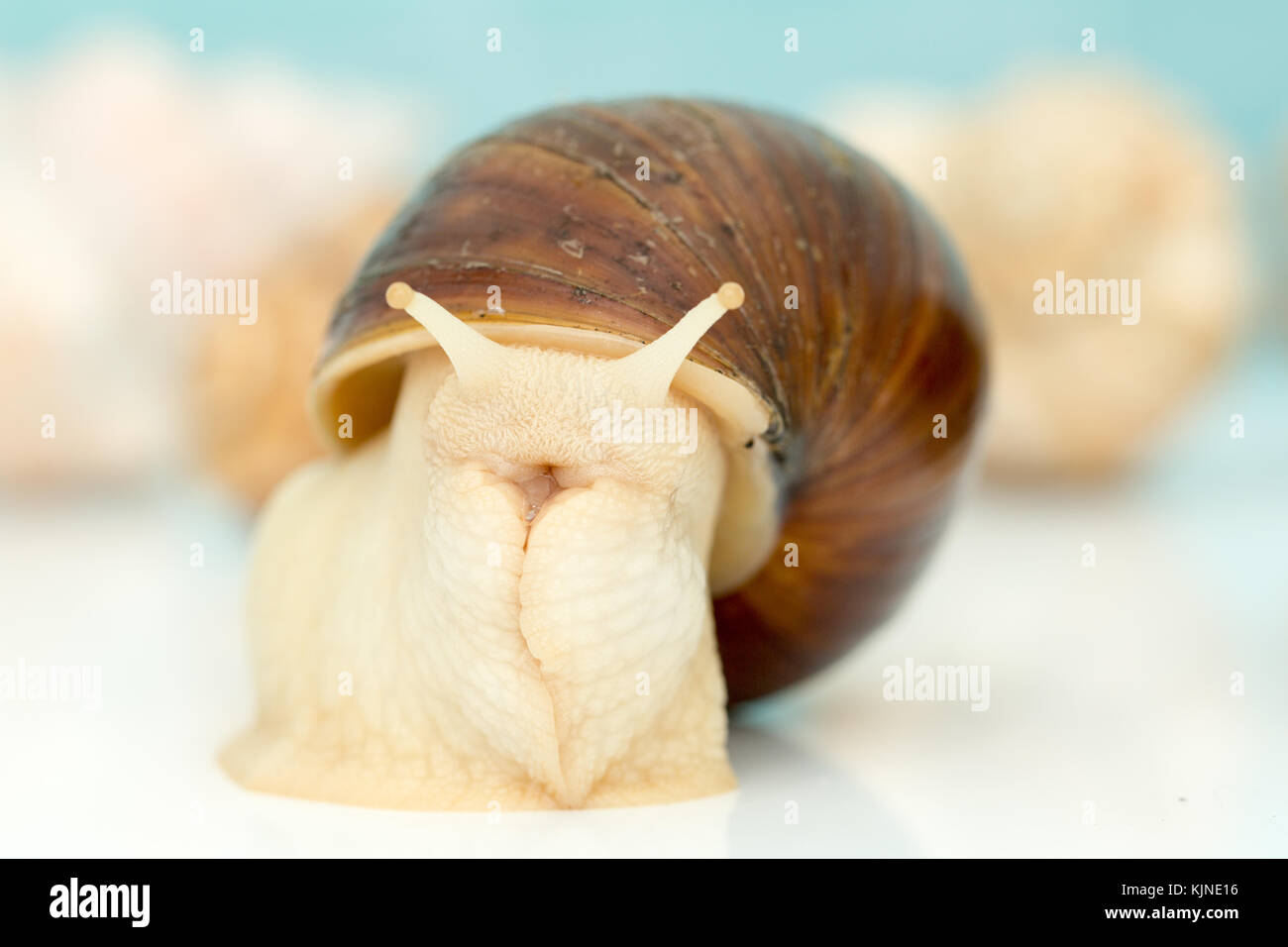 Giant snail Achatina is the largest land mollusk on Earth Stock Photo ...