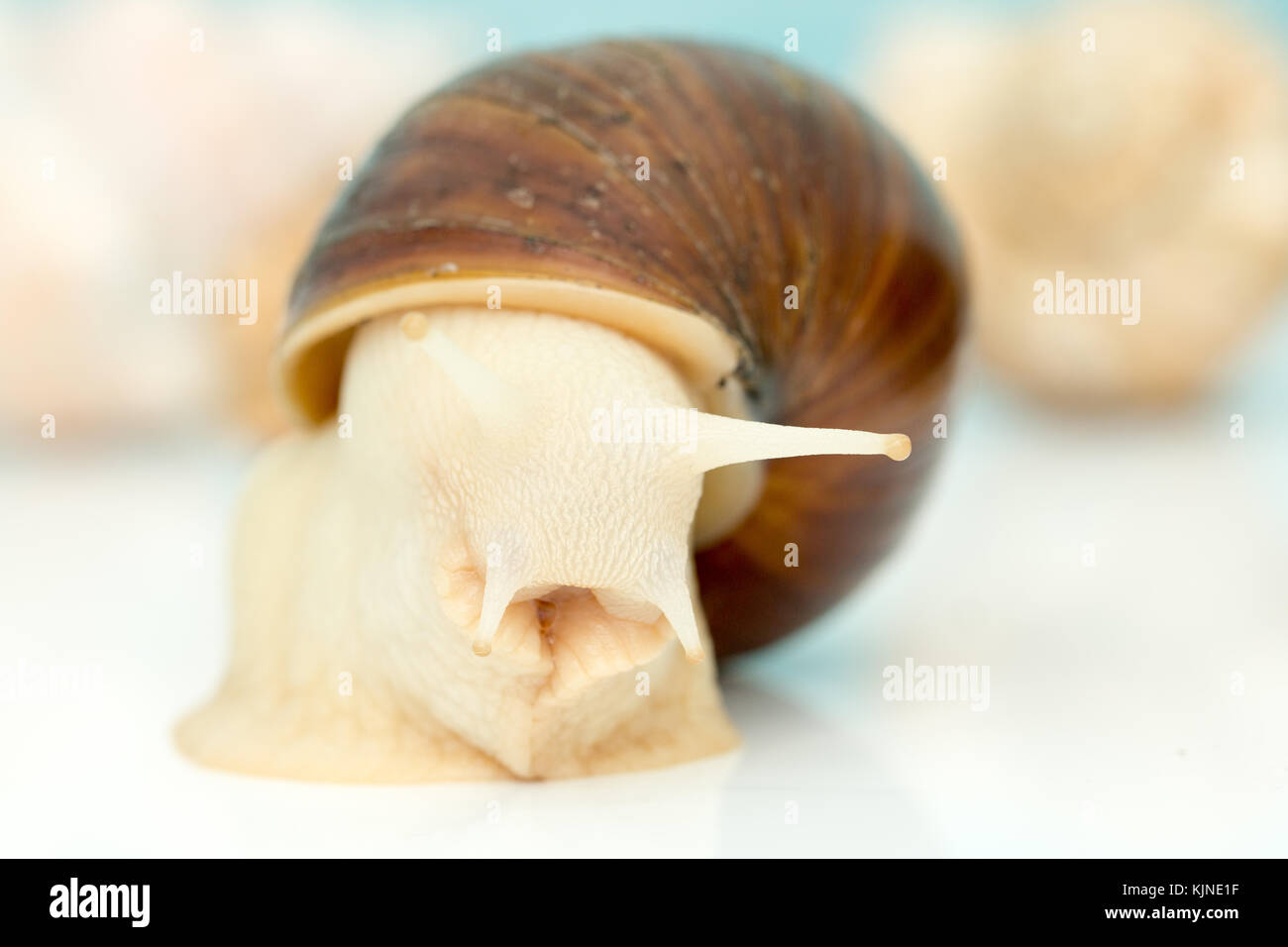 Giant snail Achatina is the largest land mollusk on Earth Stock Photo ...