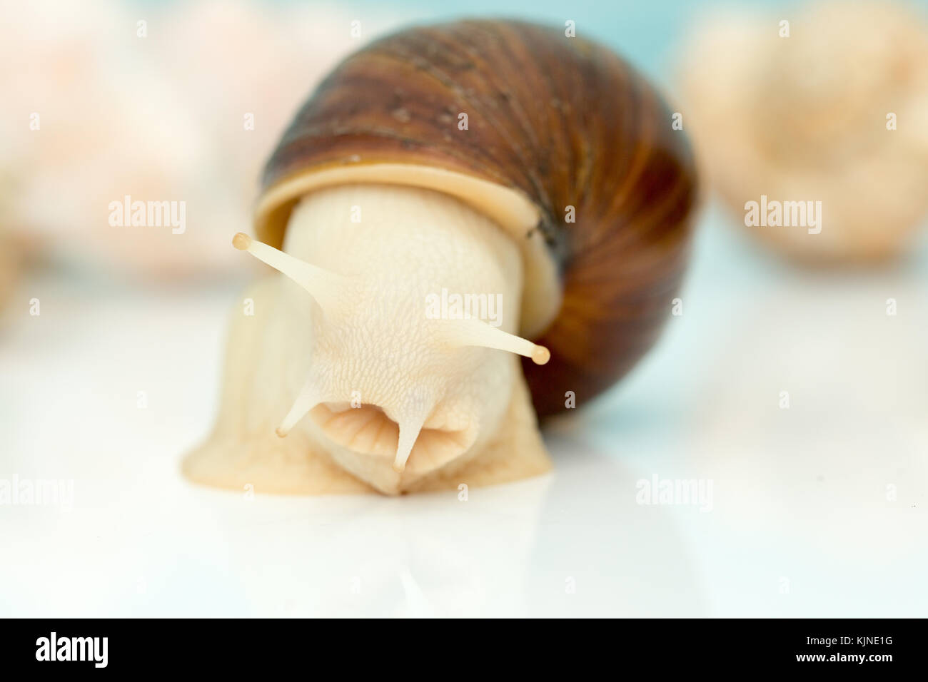 Giant snail Achatina is the largest land mollusk on Earth Stock Photo ...