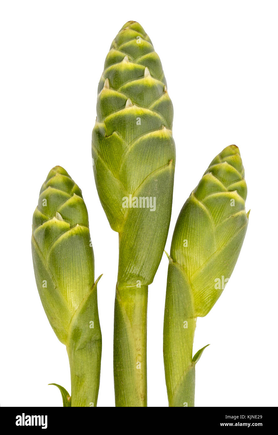 fresh Ginger flower - Scientific name is (Zingiber officinale Roscoe ... fresh Ginger flower - Scientific name is (Zingiber officinale Roscoe ...