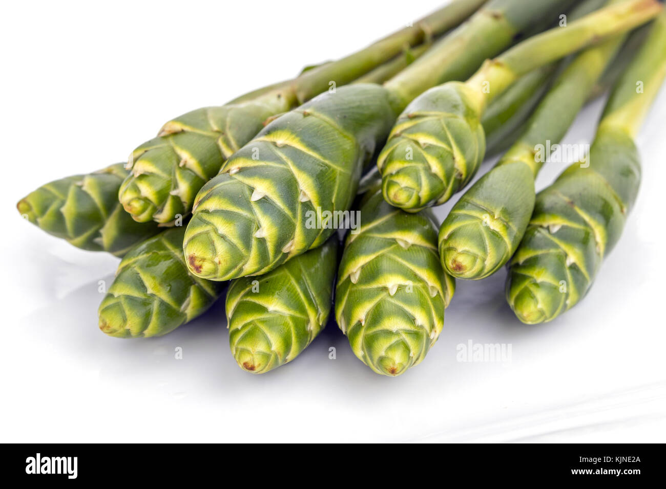 fresh Ginger flower - Scientific name is (Zingiber officinale Roscoe ... fresh Ginger flower - Scientific name is (Zingiber officinale Roscoe ...