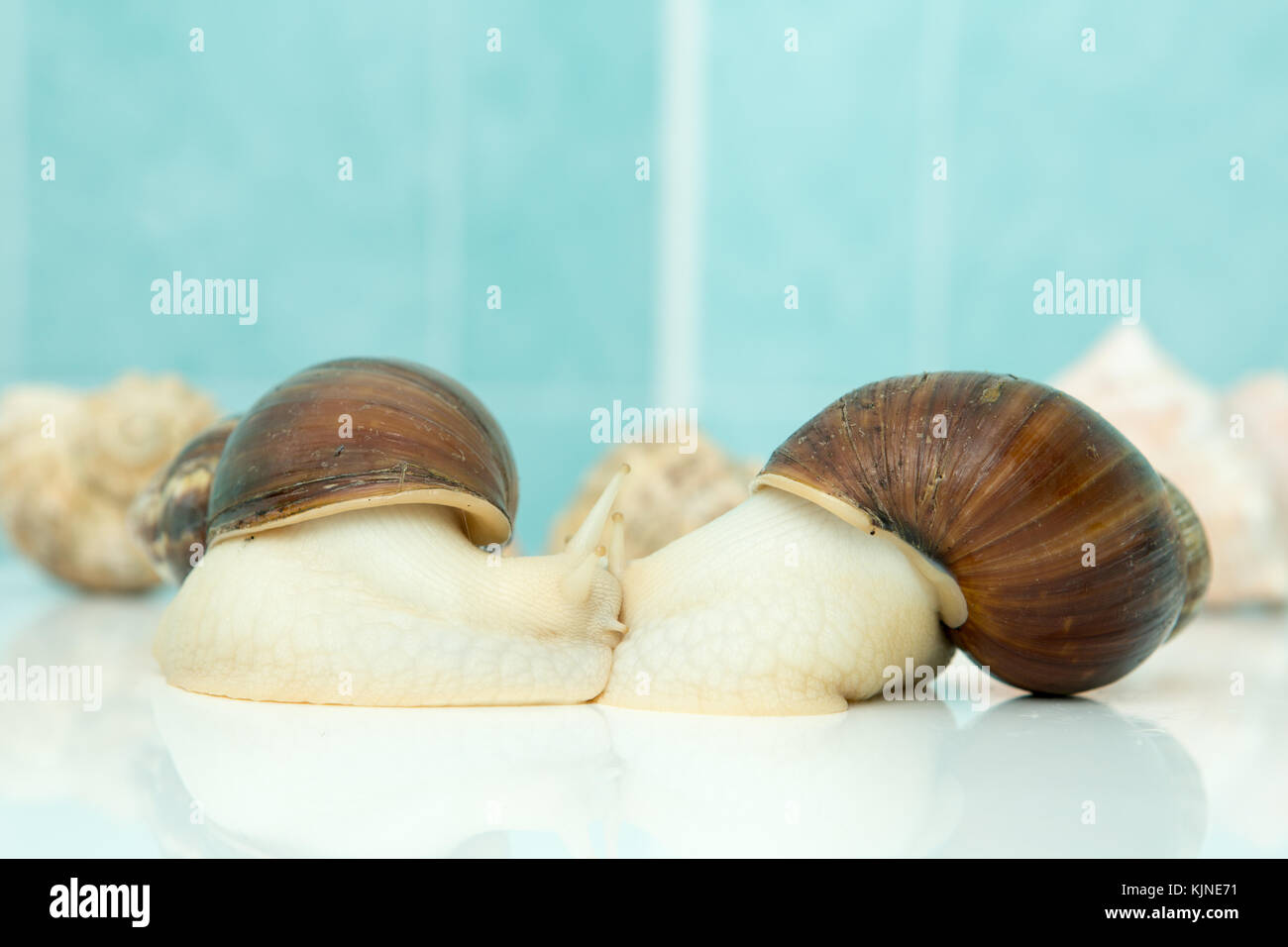 Giant snail Achatina is the largest land mollusk on Earth Stock Photo ...
