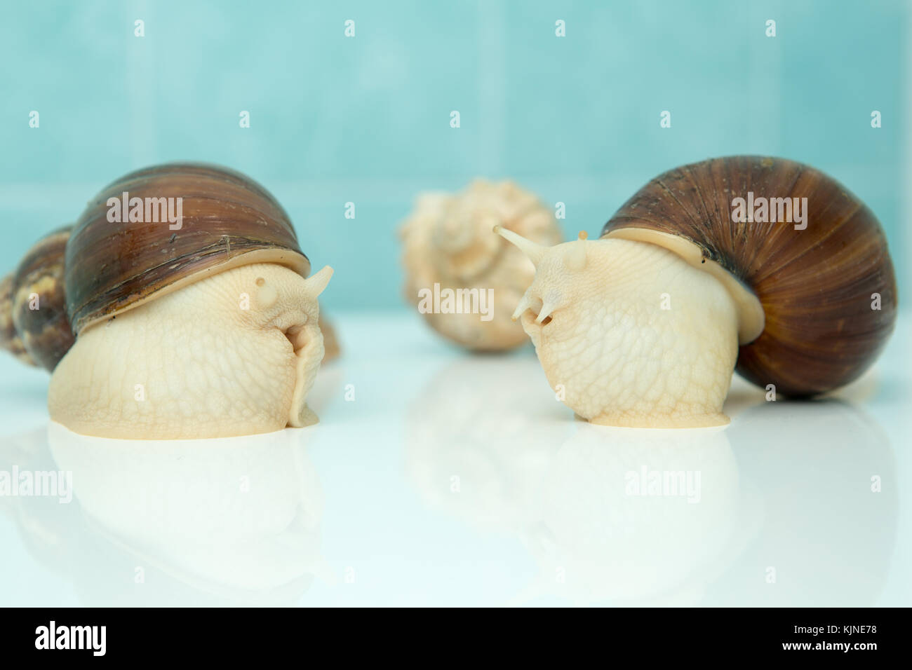 Giant snail Achatina is the largest land mollusk on Earth Stock Photo ...