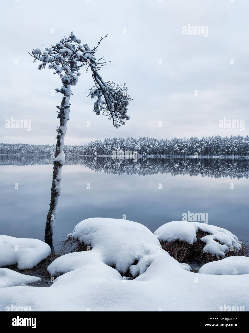 Fineart tree hi-res stock photography and images - Alamy