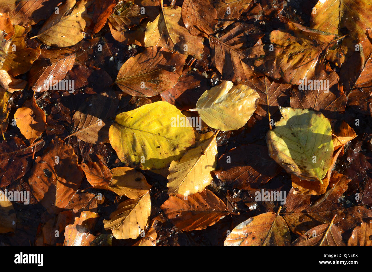 Withered leaves on the forest floor Stock Photo - Alamy