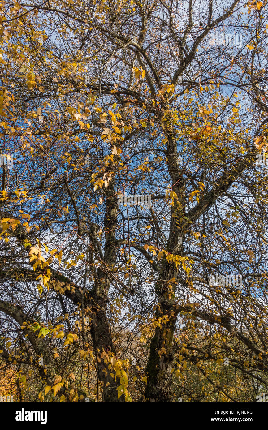 Autumn leaves cling to a Pacific Northwest tree just before the onset ...