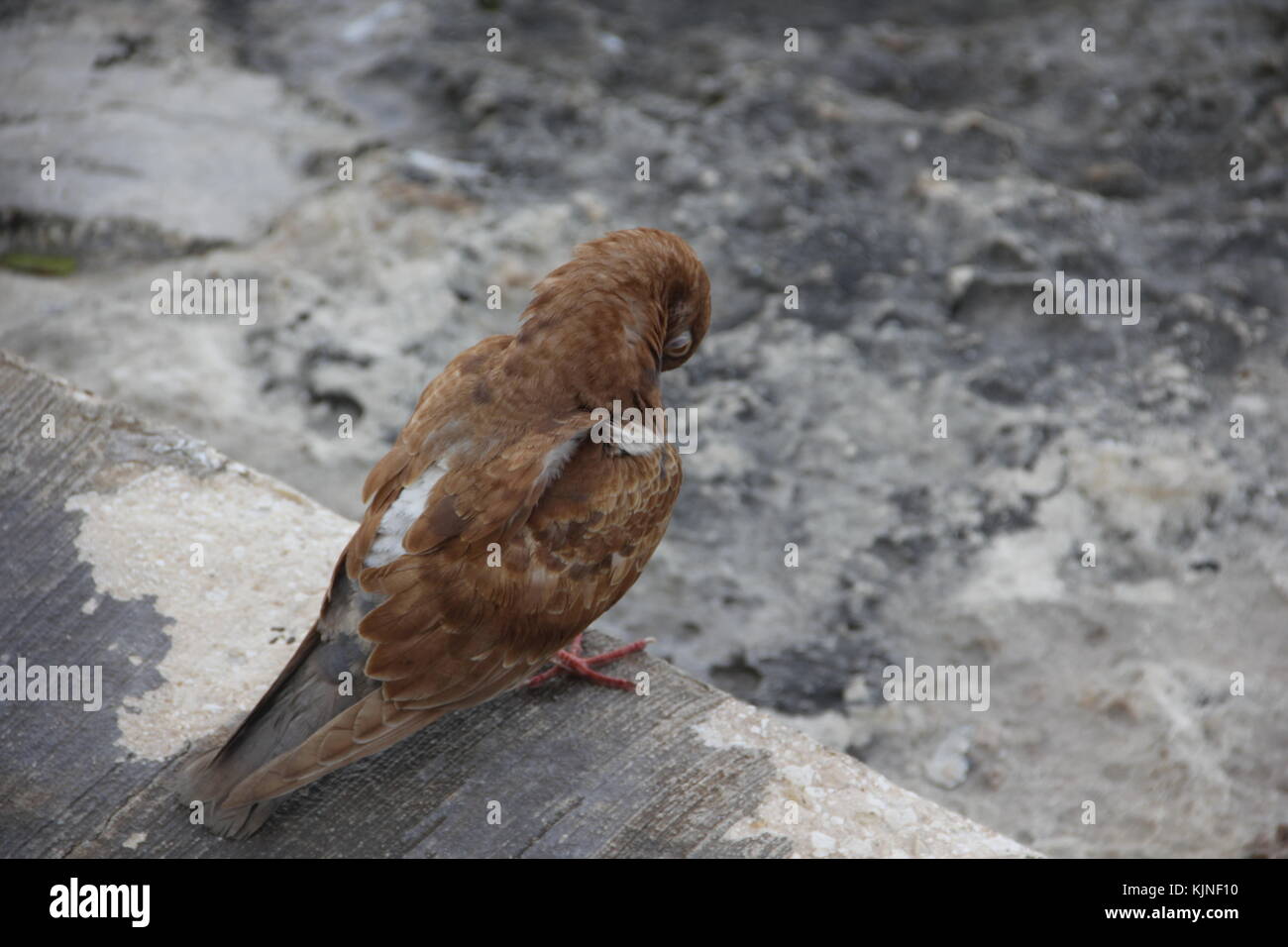 Sleeping pigeons hi-res stock photography and images - Alamy