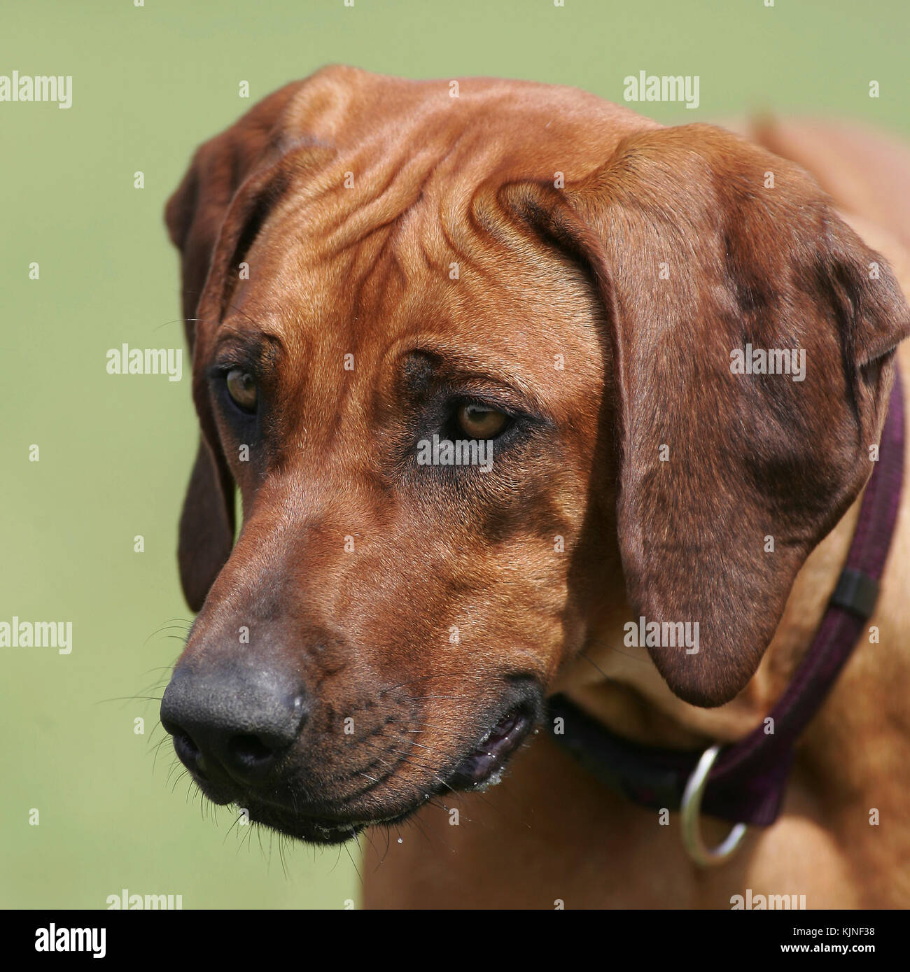 African lion hound hi-res stock photography and images - Alamy