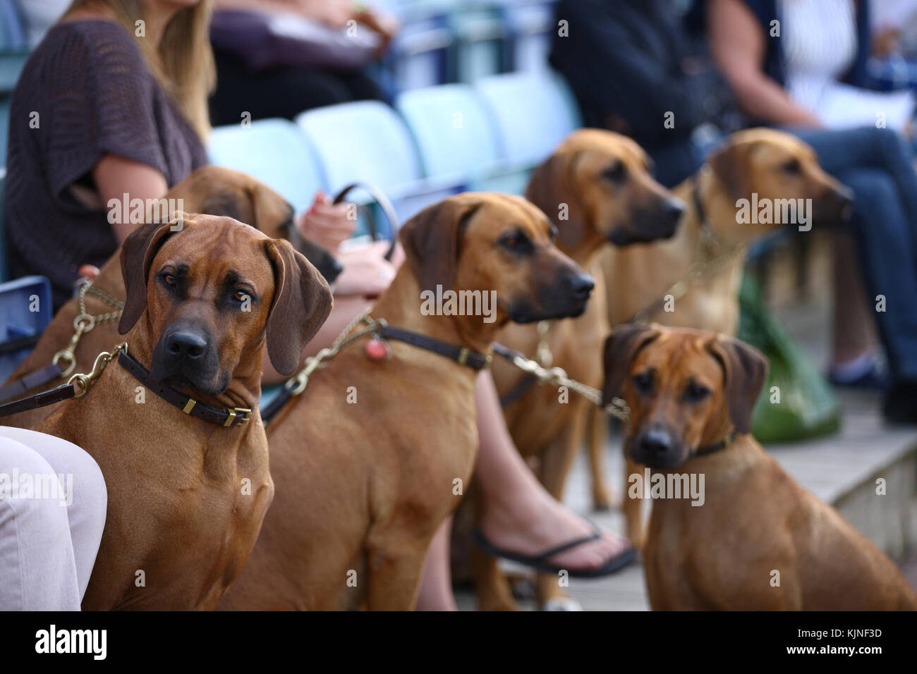 Sitting rhodesian ridgeback hi-res stock photography and images - Alamy