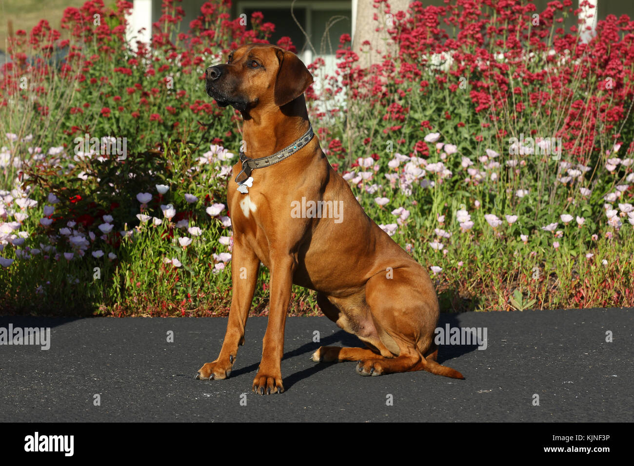Rhodesian Ridgeback Lion High Resolution Stock Photography and Images ...